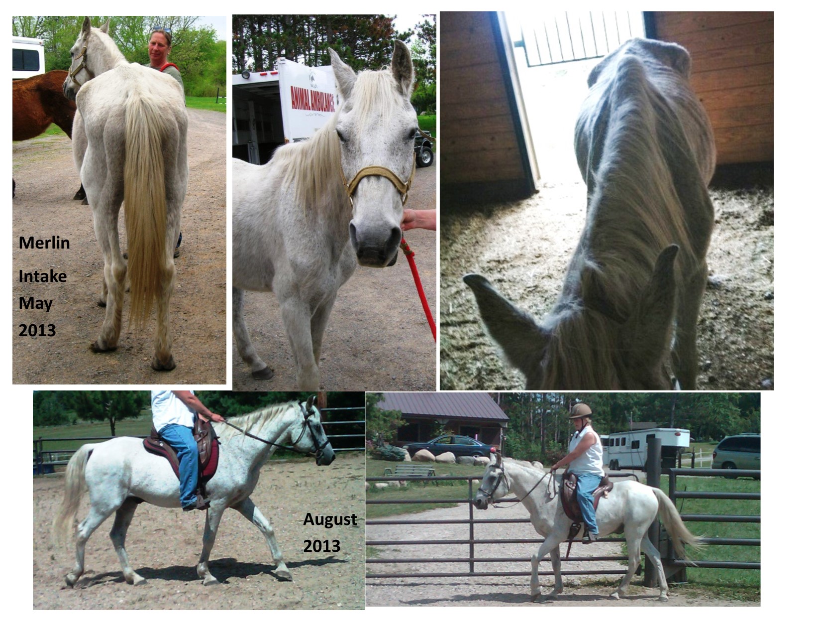 Merlin - Minnesota Hooved Animal Rescue Foundation