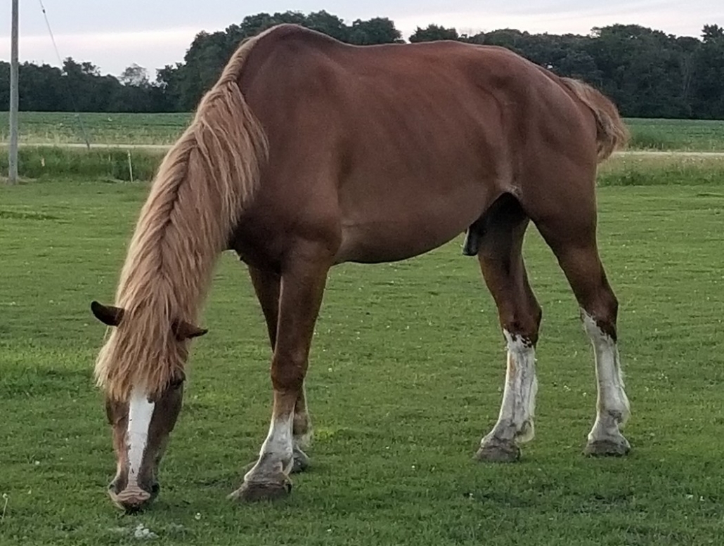 charlie belgian july 2018 - Minnesota Hooved Animal Rescue Foundation