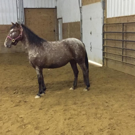 Sochi - Minnesota Hooved Animal Rescue Foundation