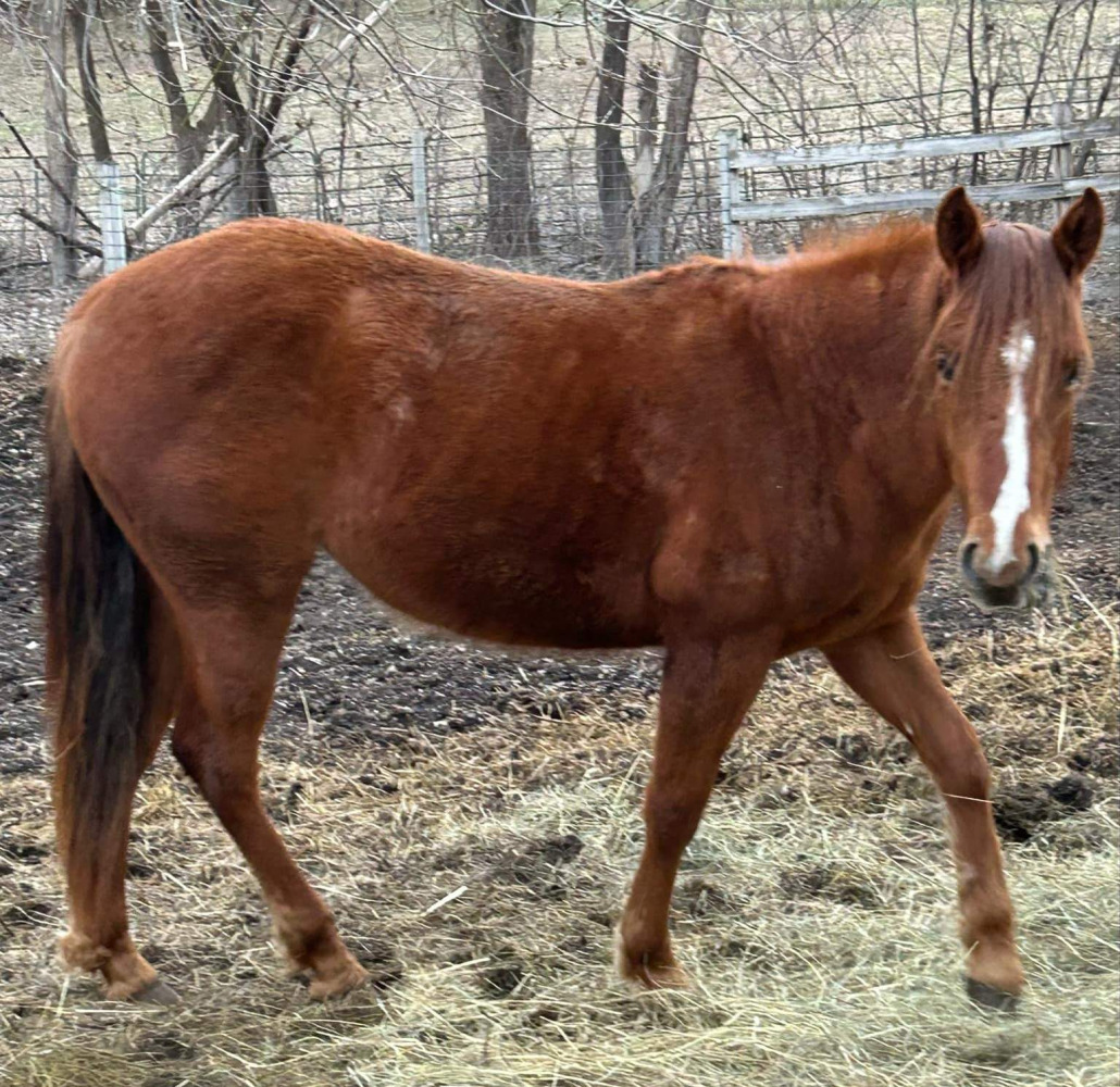 Carly April 2025 - Minnesota Hooved Animal Rescue Foundation