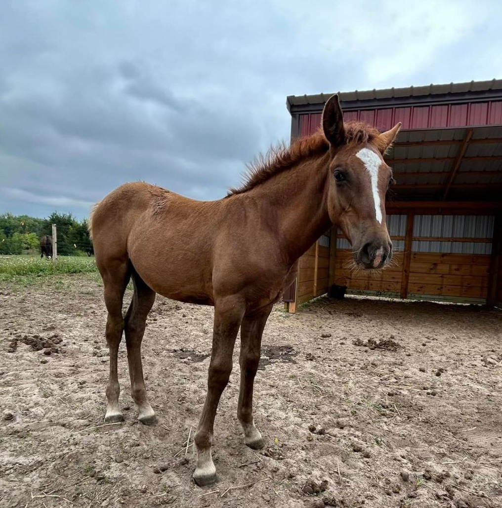 Cheeks Carlton County Sept 2023 - Minnesota Hooved Animal Rescue Foundation